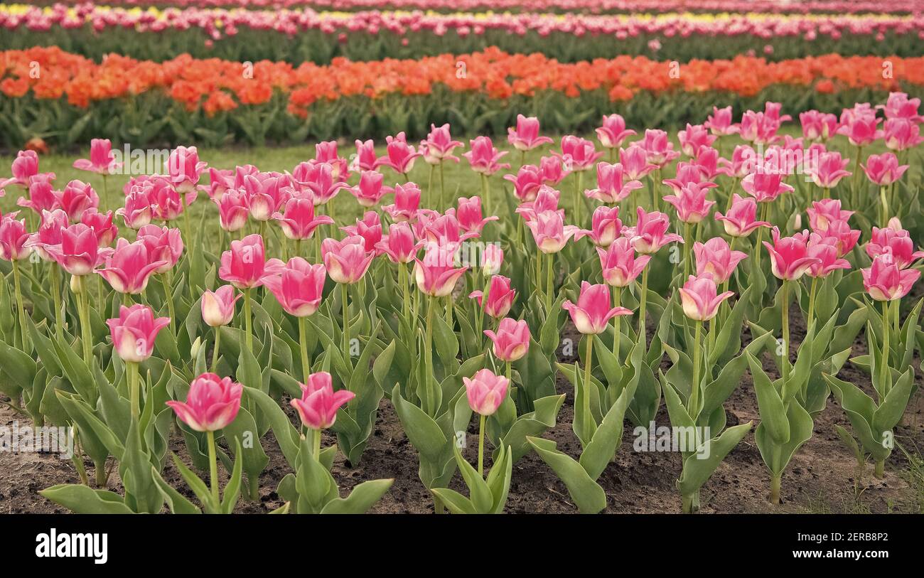 Gifts of nature. Blossoming tulip fields. spring landscape park ...