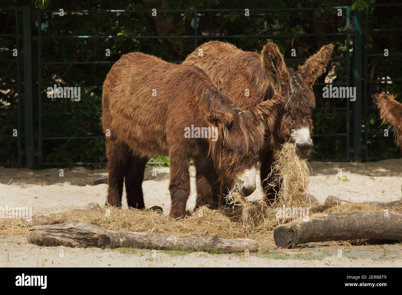 Poitou donkey (Equus asinus asinus), also known as the Poitevin donkey ...