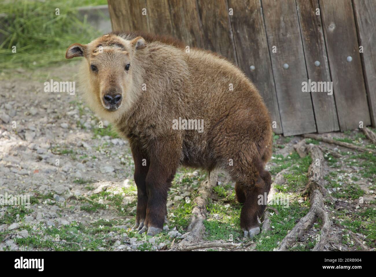 Sichuan takin (Budorcas taxicolor tibetana), also known as the Tibetan ...