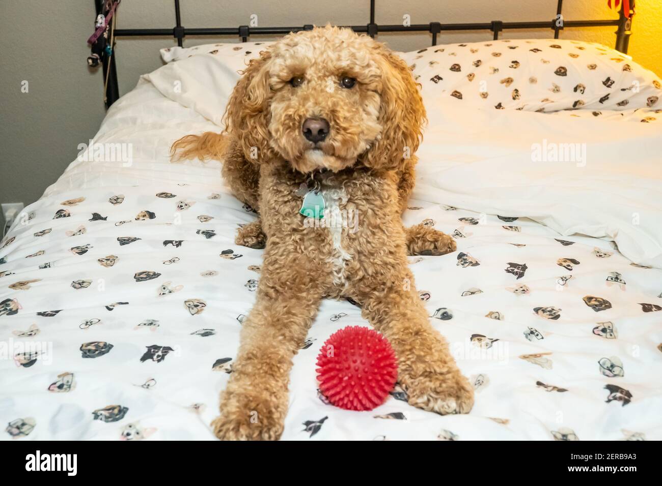 Australian Labradoodle is a mix between the Labrador Retriever, Poodle ...