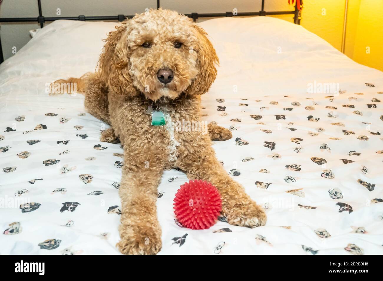 Australian Labradoodle is a mix between the Labrador Retriever, Poodle ...