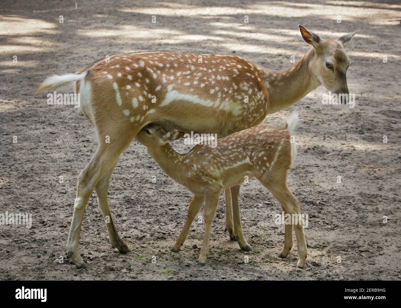 Persian Fallow Deer