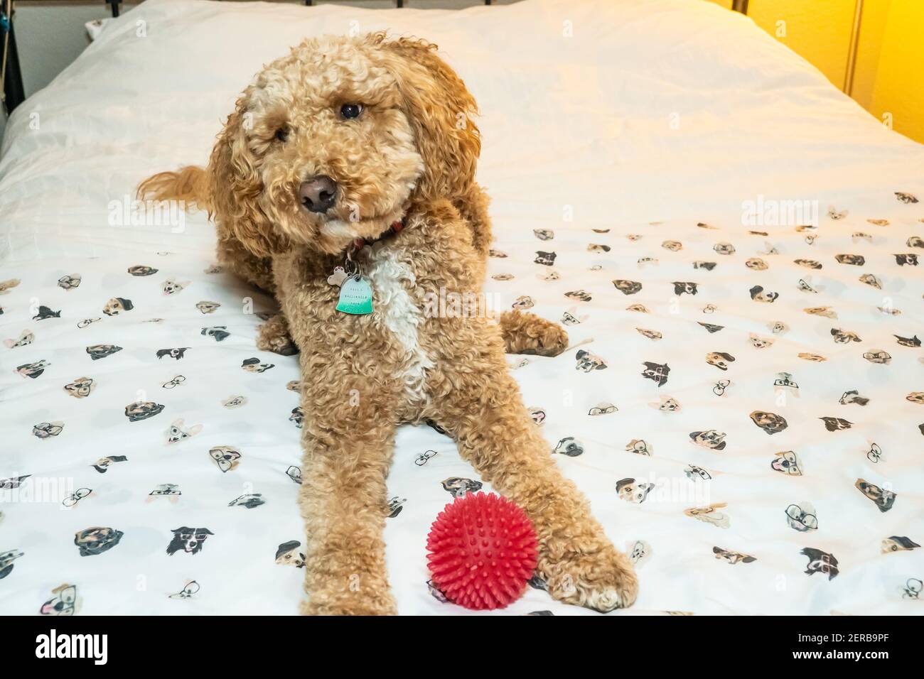Australian Labradoodle is a mix between the Labrador Retriever, Poodle ...
