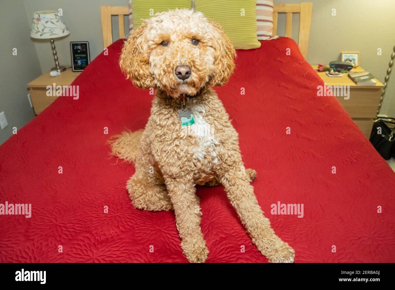 Australian Labradoodle is a mix between the Labrador Retriever, Poodle ...