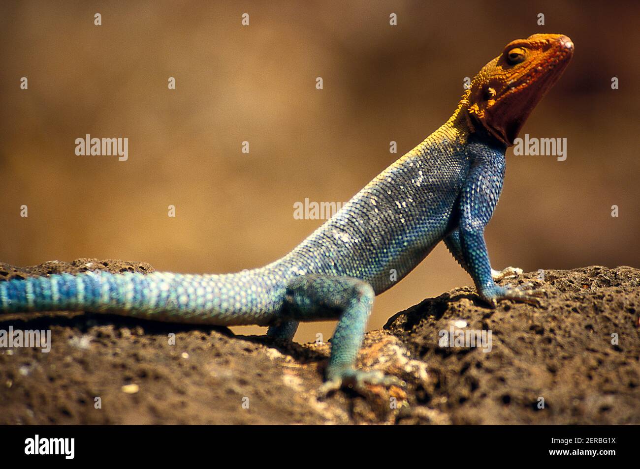 Kenyan lizard hi-res stock photography and images - Alamy