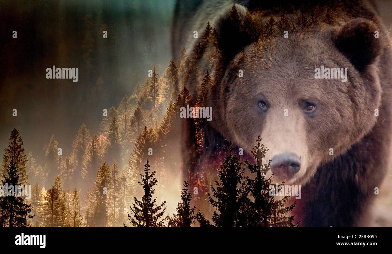 Double exposure wildlife hi-res stock photography and images - Alamy