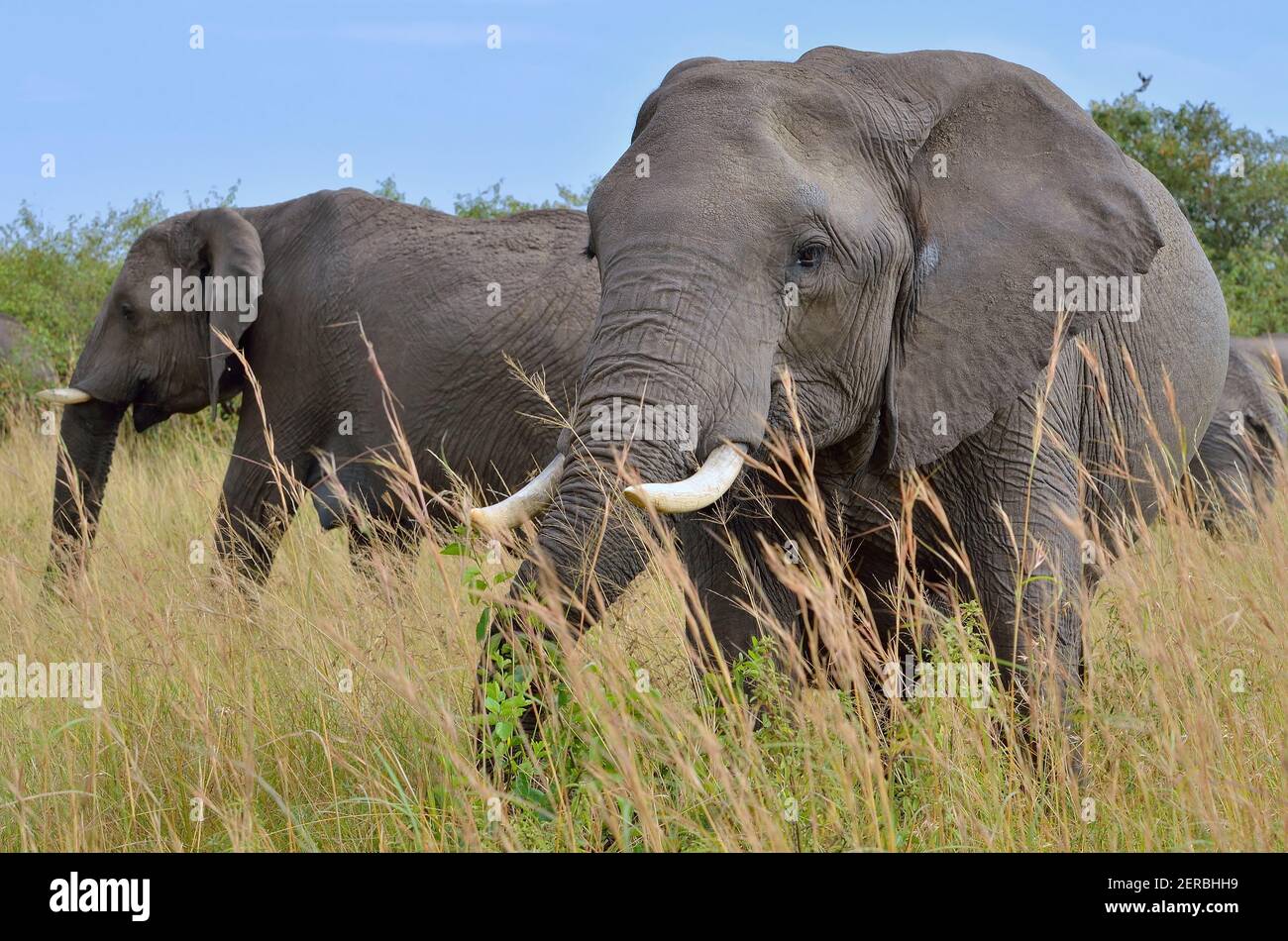 Elephant fangs hi-res stock photography and images - Alamy