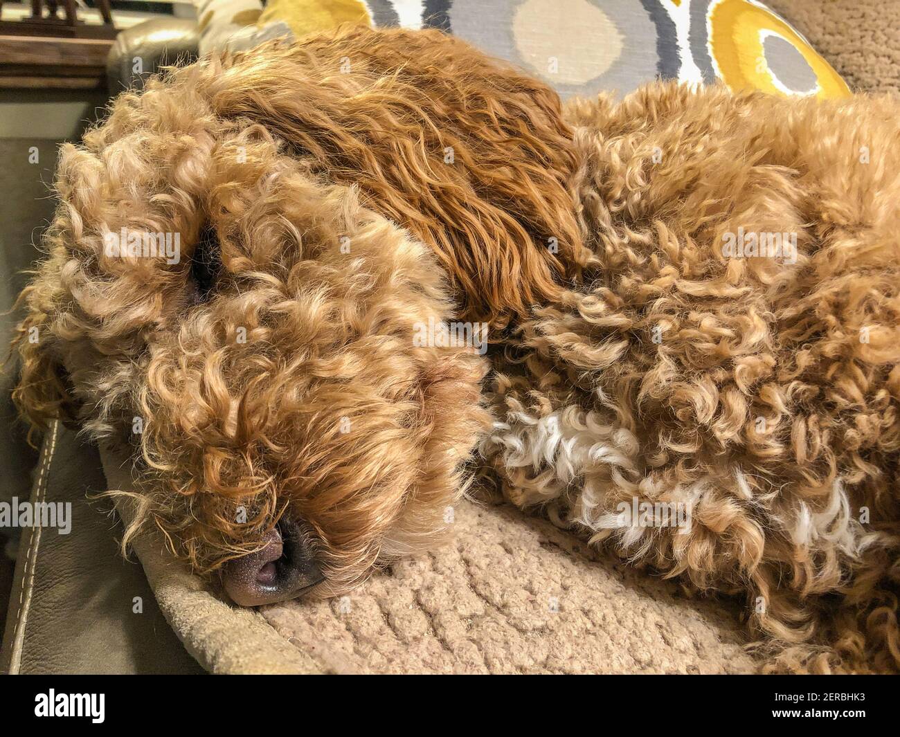 Australian Labradoodle is a mix between the Labrador Retriever, Poodle ...