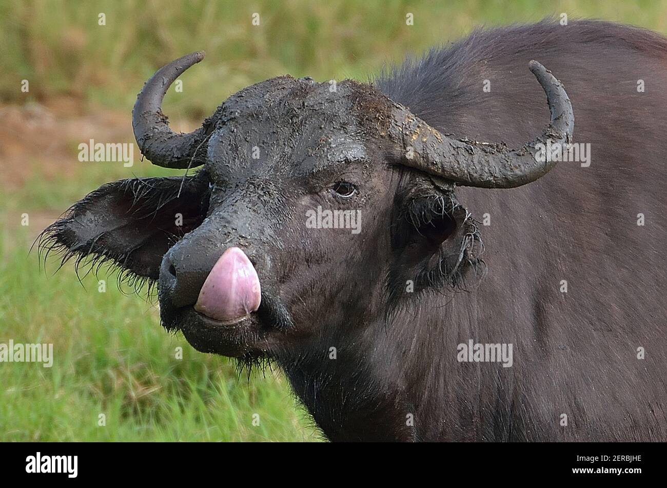 Horned buffalo hi-res stock photography and images - Alamy