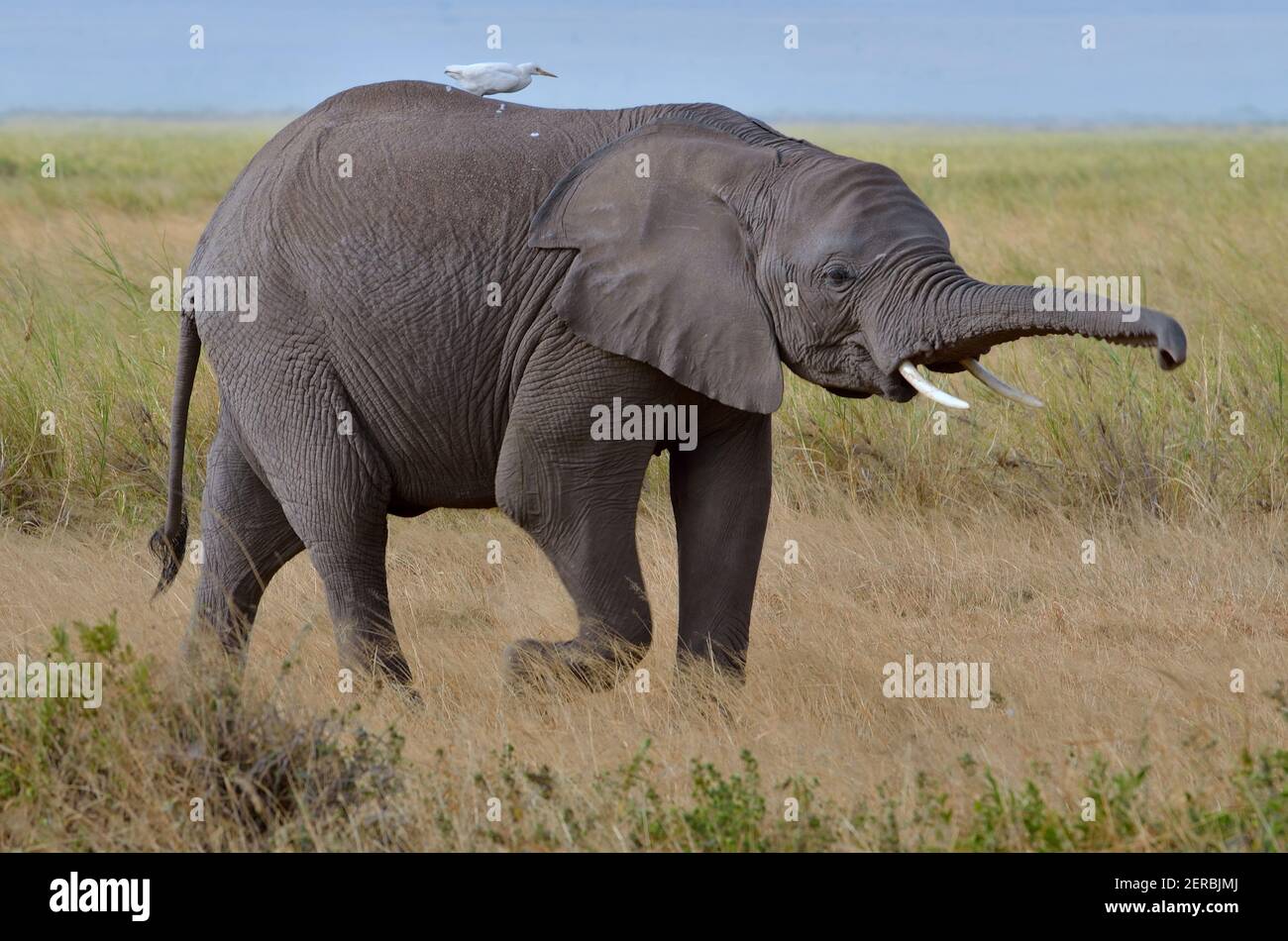 Elephant fangs hi-res stock photography and images - Alamy