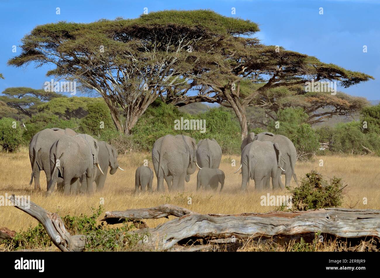 Elephants amboseli hi-res stock photography and images - Alamy