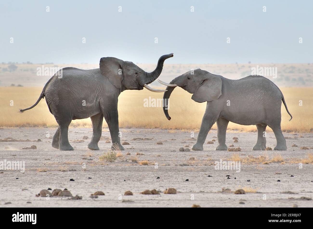 Elephants fight hi-res stock photography and images - Alamy