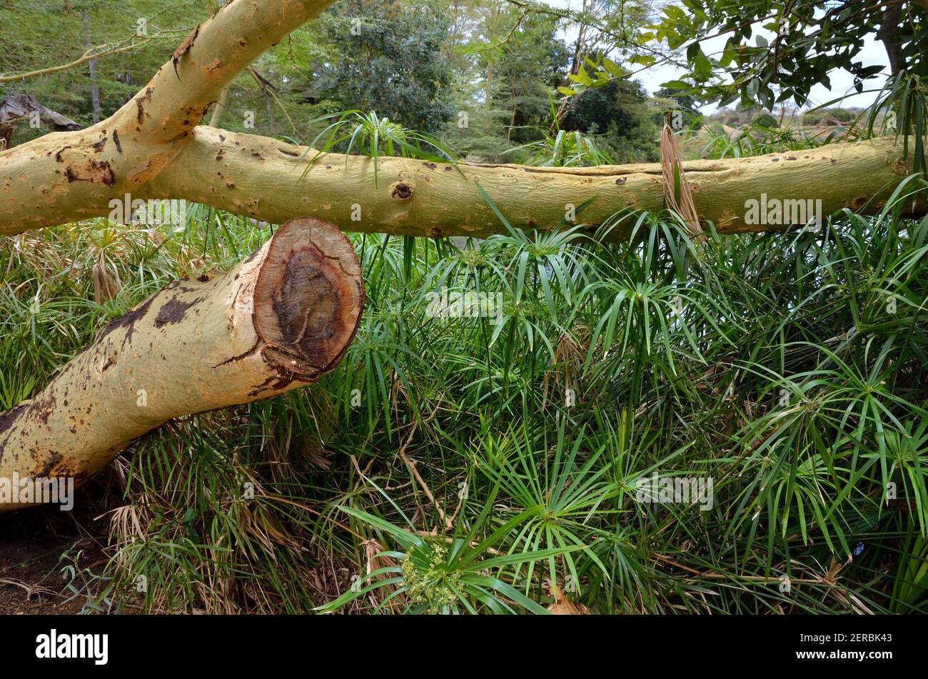 Papyrus tree hi-res stock photography and images - Alamy