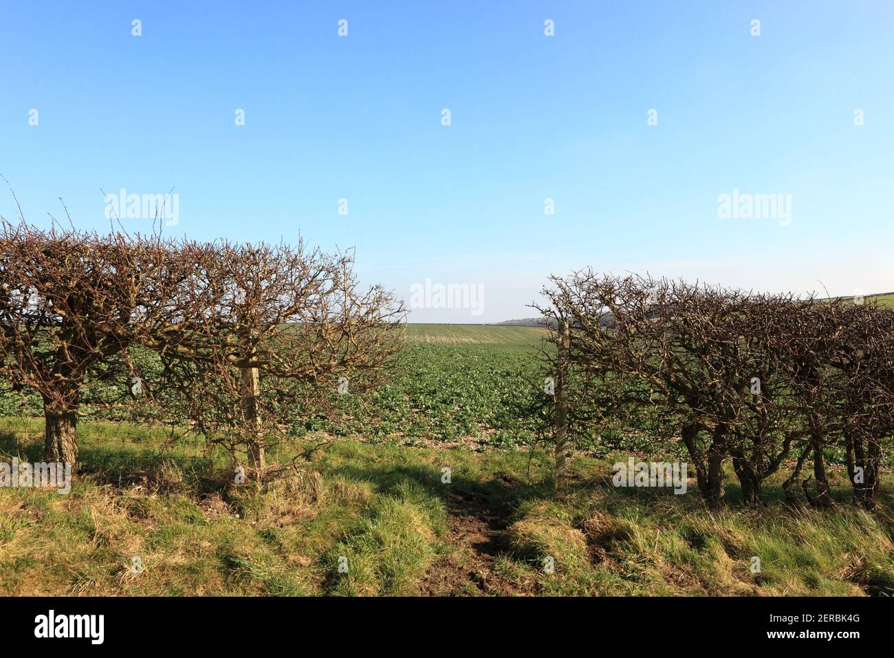 Fields of young rapeseed plans viewed through a gap in a hawthorn hedge ...