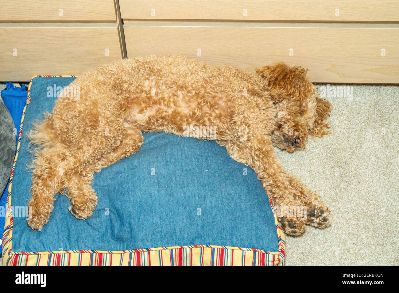 Australian Labradoodle is a mix between the Labrador Retriever, Poodle ...