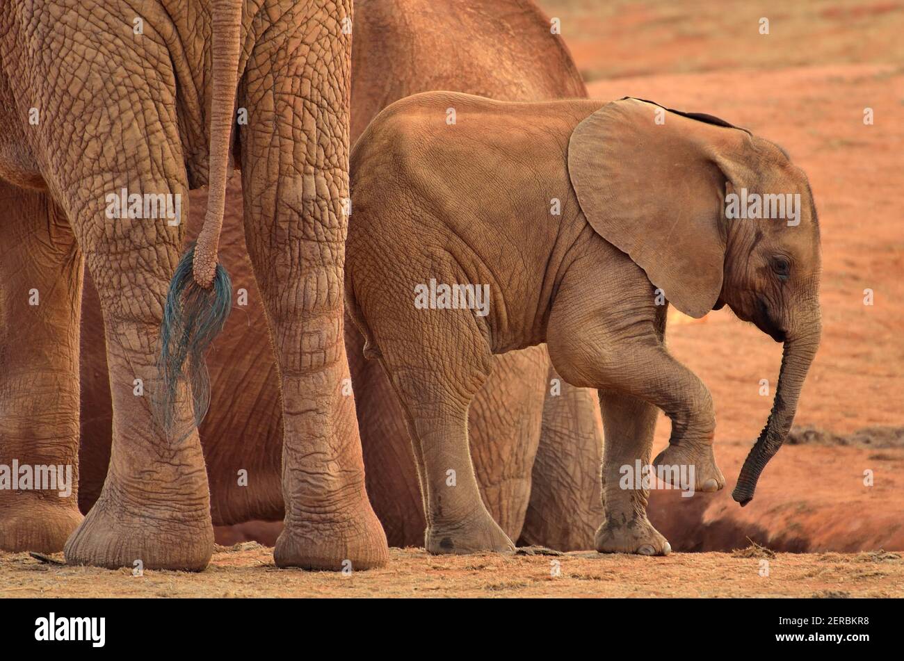 Elephant fangs hi-res stock photography and images - Alamy
