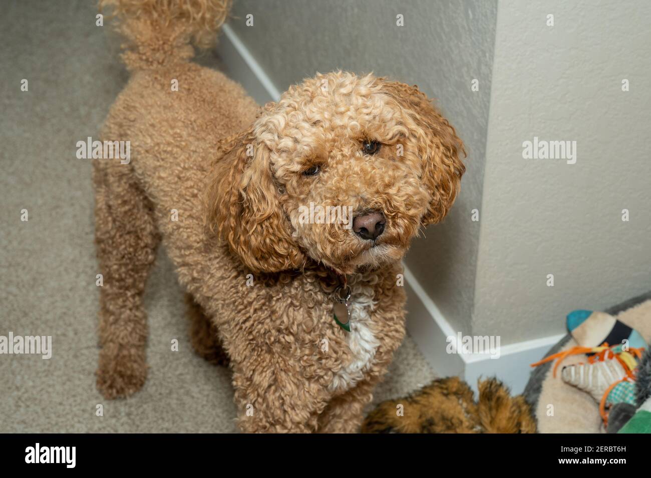 Australian Labradoodle is a mix between the Labrador Retriever, Poodle ...