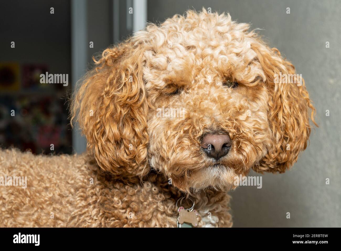 Australian Labradoodle is a mix between the Labrador Retriever, Poodle ...