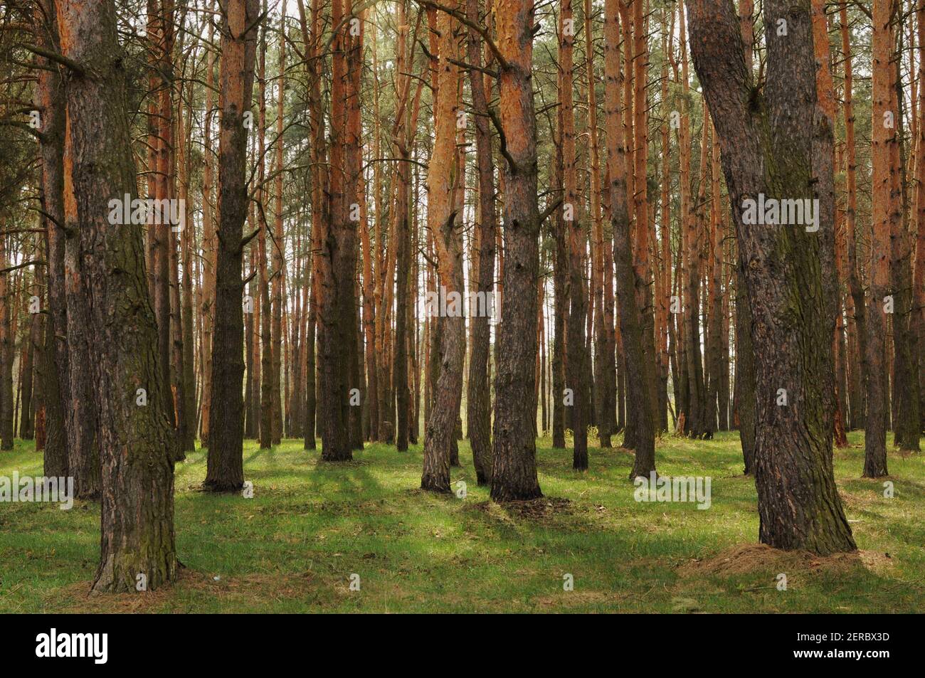 Thick beautiful spring forest with pine trees. Clean environment ...