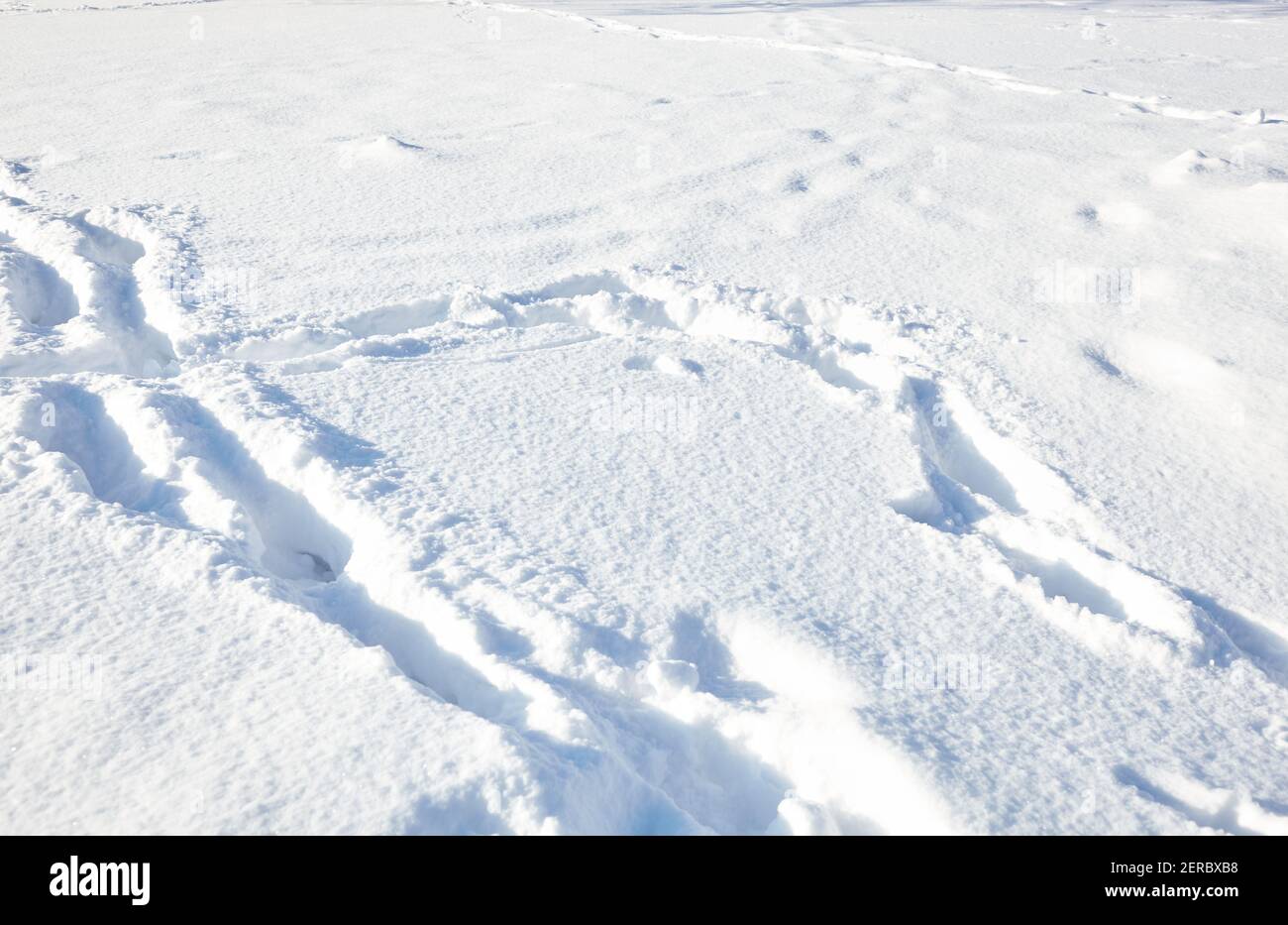 Pure white snow texture cold hi-res stock photography and images - Alamy