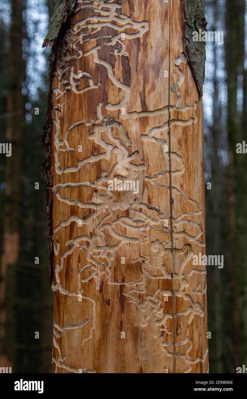 Spruce timber beetle hi-res stock photography and images - Alamy