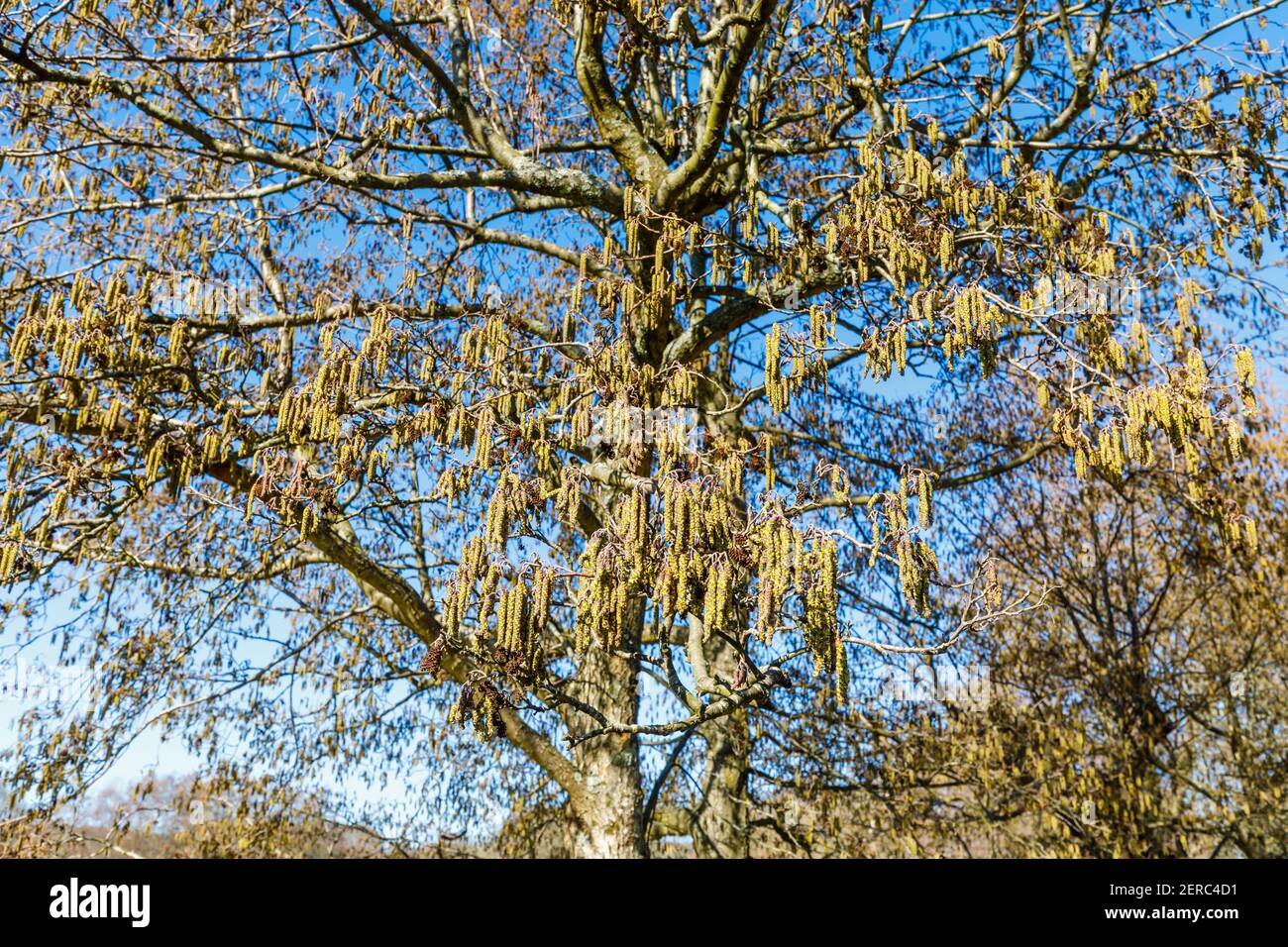 Alder Trees In Winter High Resolution Stock Photography and Images - Alamy