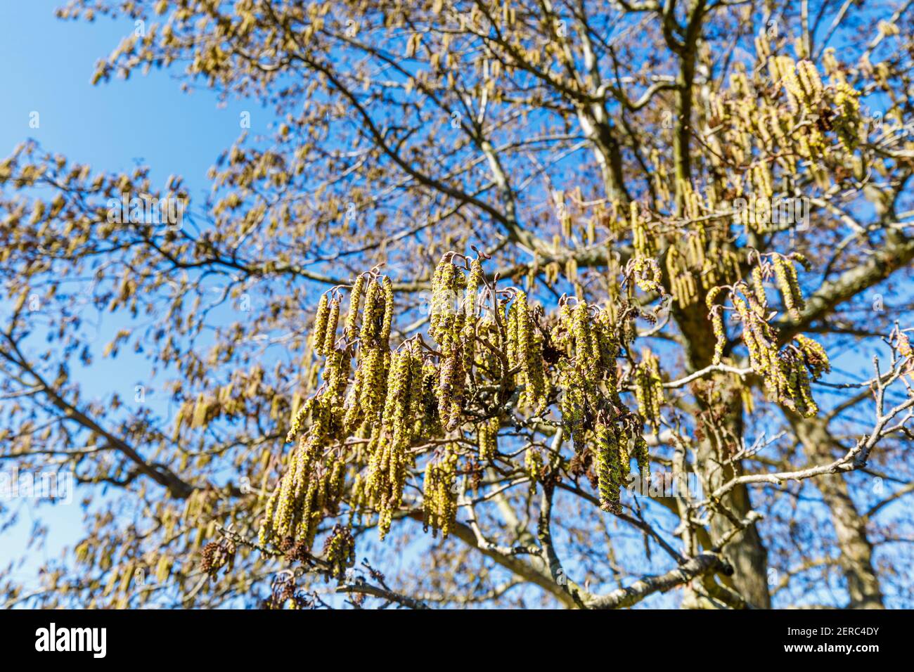 Alder Trees In Winter High Resolution Stock Photography and Images - Alamy
