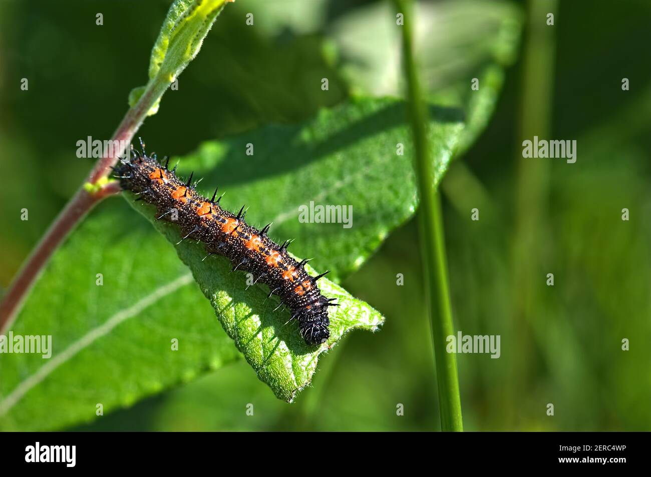 Spiny elm caterpillar hi-res stock photography and images - Alamy