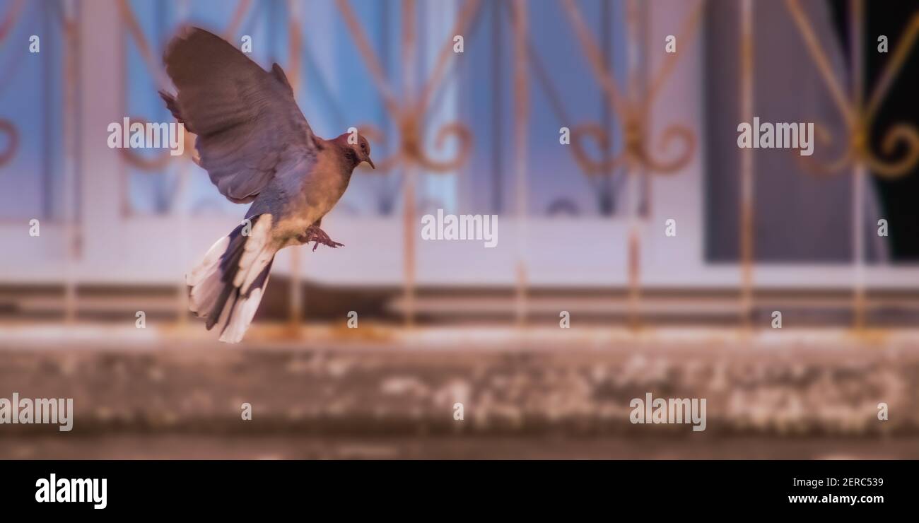 Birds taking flight wild hi-res stock photography and images - Alamy