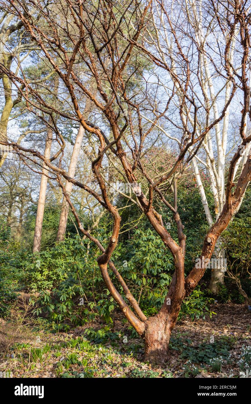 Acer griseum (paperbark maple) with characteristic textured peeling ...