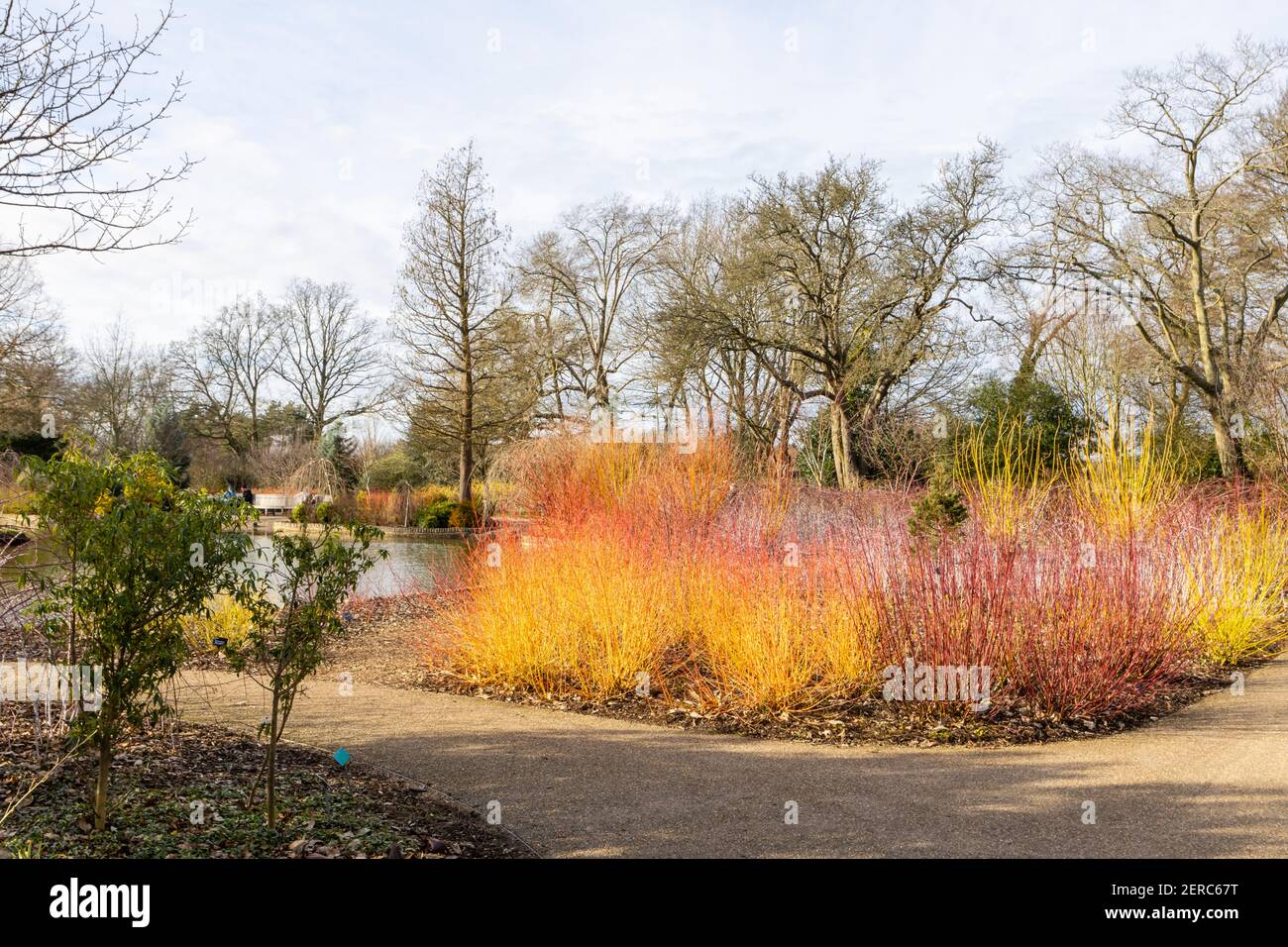 Colourful dogwood (Cornus) stems in warm colours in RHS Garden, Wisley ...