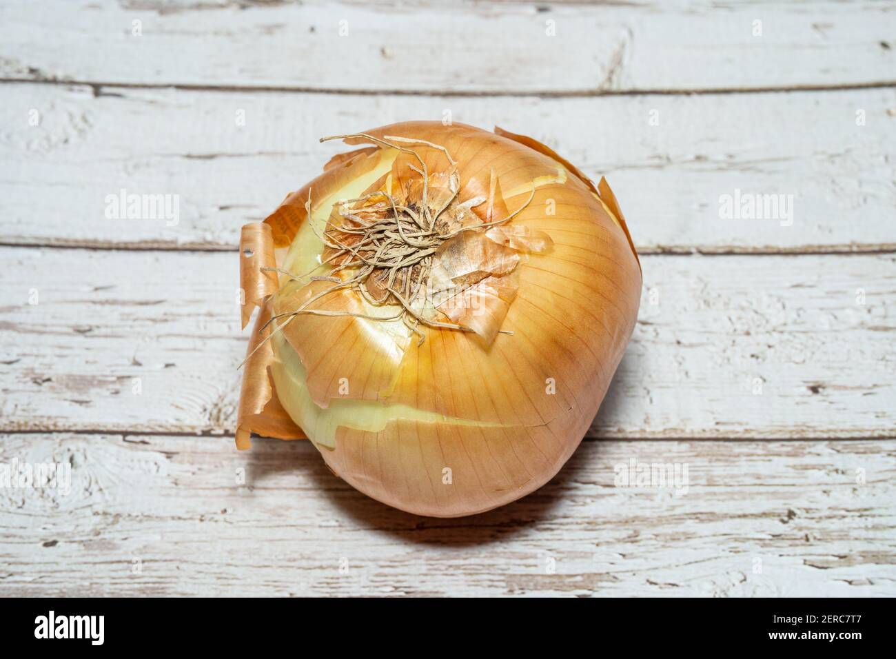 Common onion, is a vegetable that is the most widely cultivated species ...