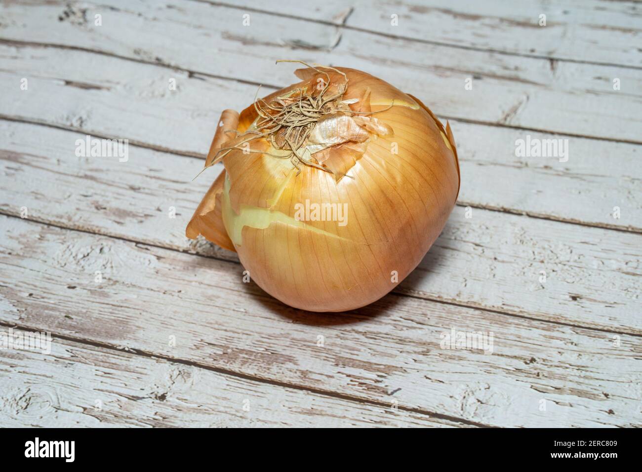 Common onion, is a vegetable that is the most widely cultivated species ...
