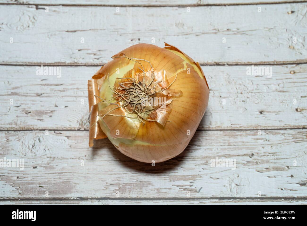 Common onion, is a vegetable that is the most widely cultivated species ...