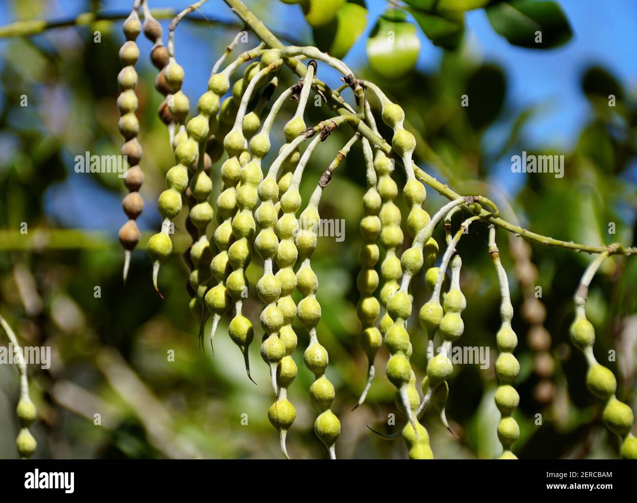 Necklacepod hi-res stock photography and images - Alamy