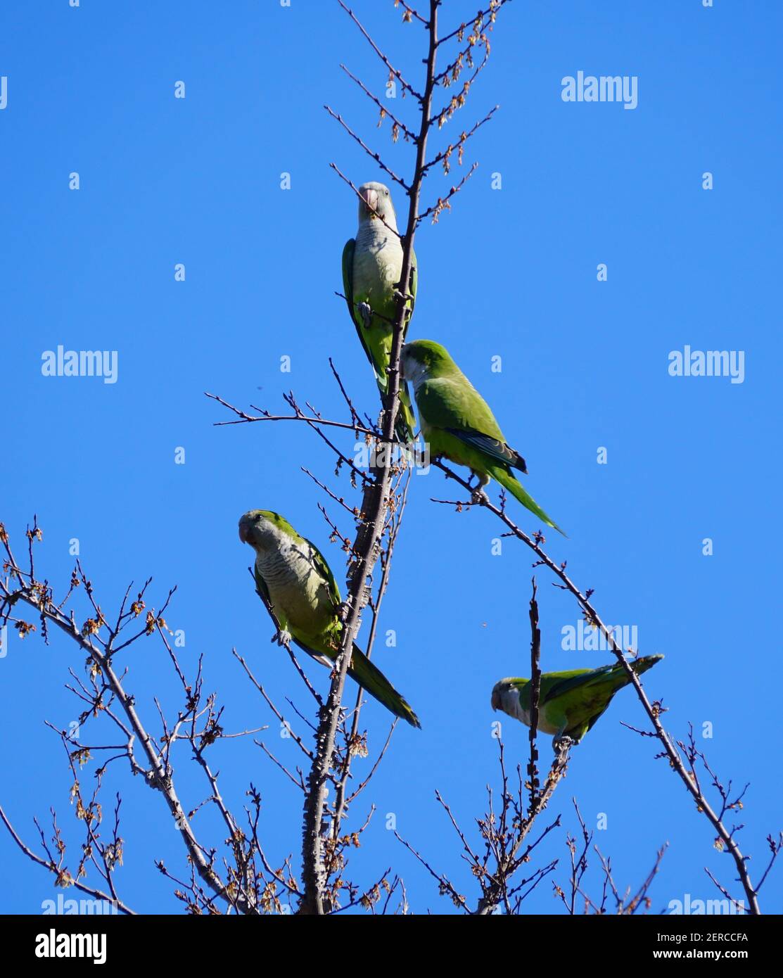 Flock of parrots hi-res stock photography and images - Alamy