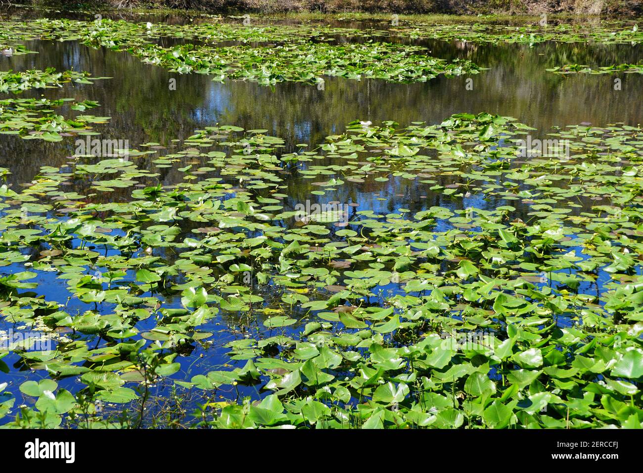 Wild lily pads on the surface of the water Stock Photo - Alamy