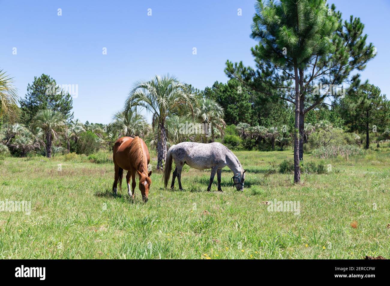 Two horses grazing in the meadow, near Colon Entre Rios, Argentina ...