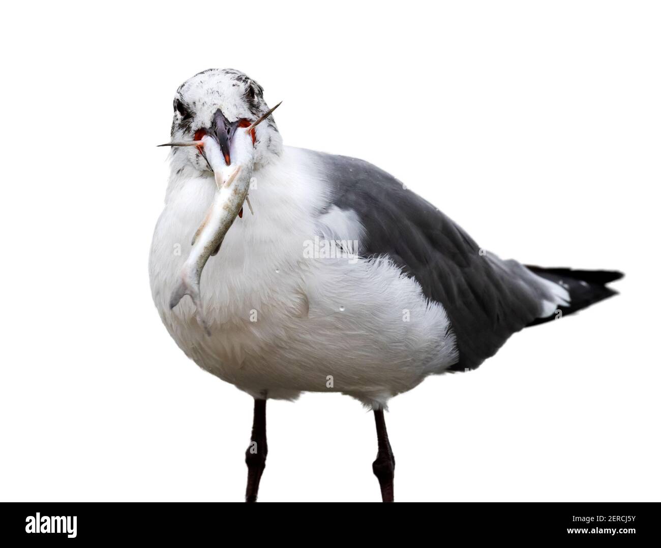 Swallowing fish Cut Out Stock Images & Pictures - Alamy