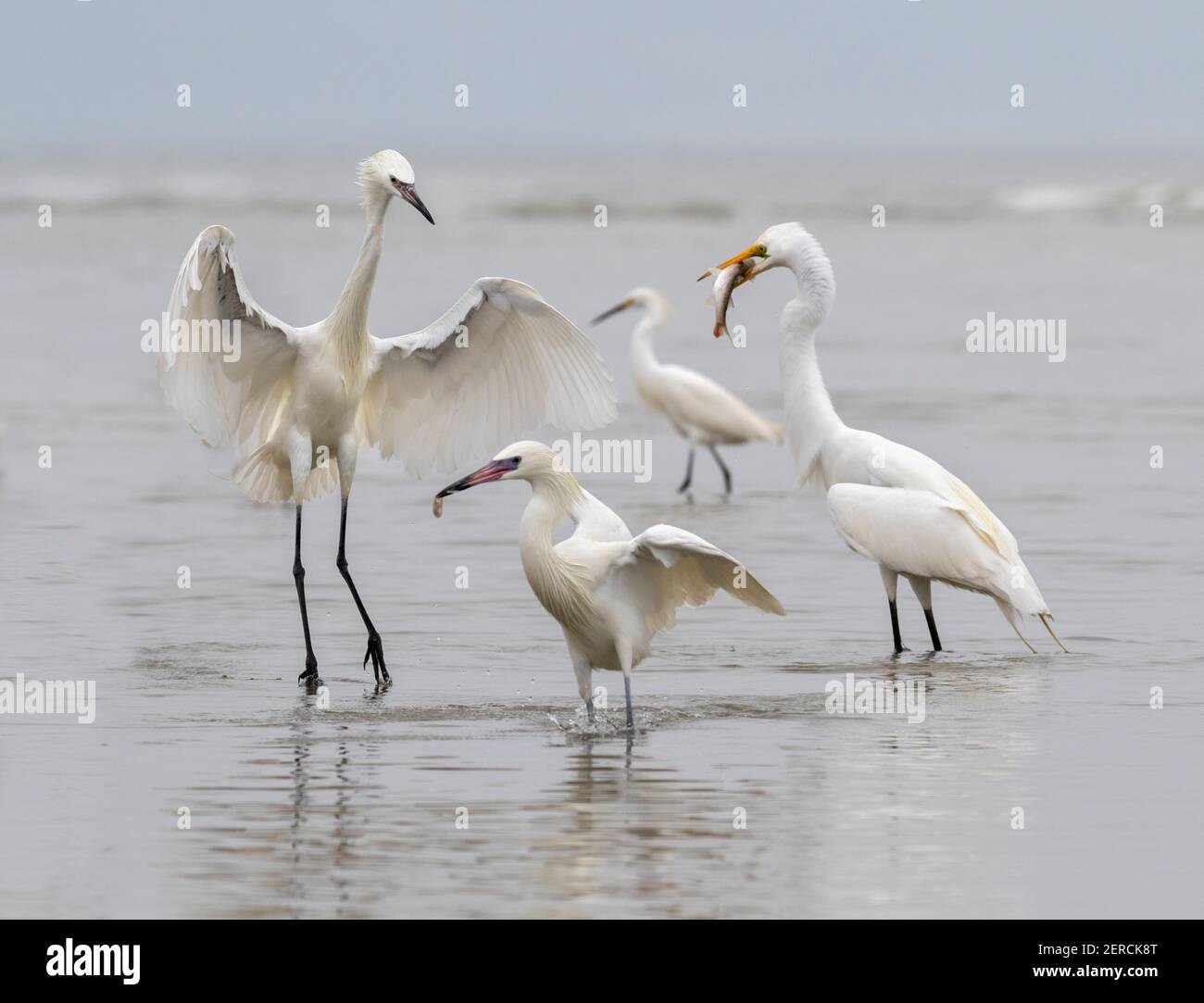 Reddish egrets (Egretta rufescens), white morph, great egret (Adrea ...