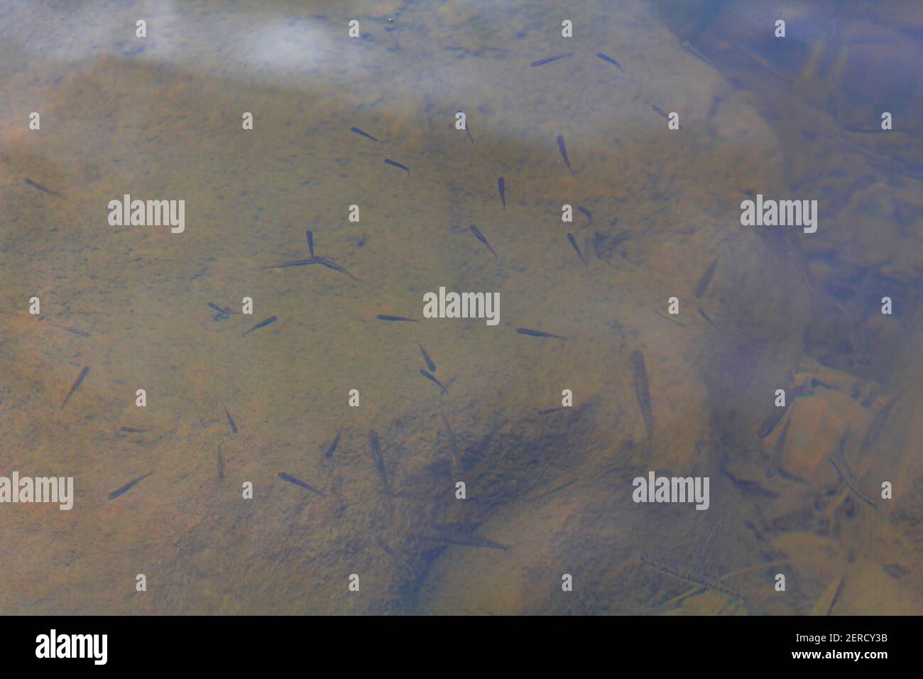 Top view small fish swimming hi-res stock photography and images - Alamy