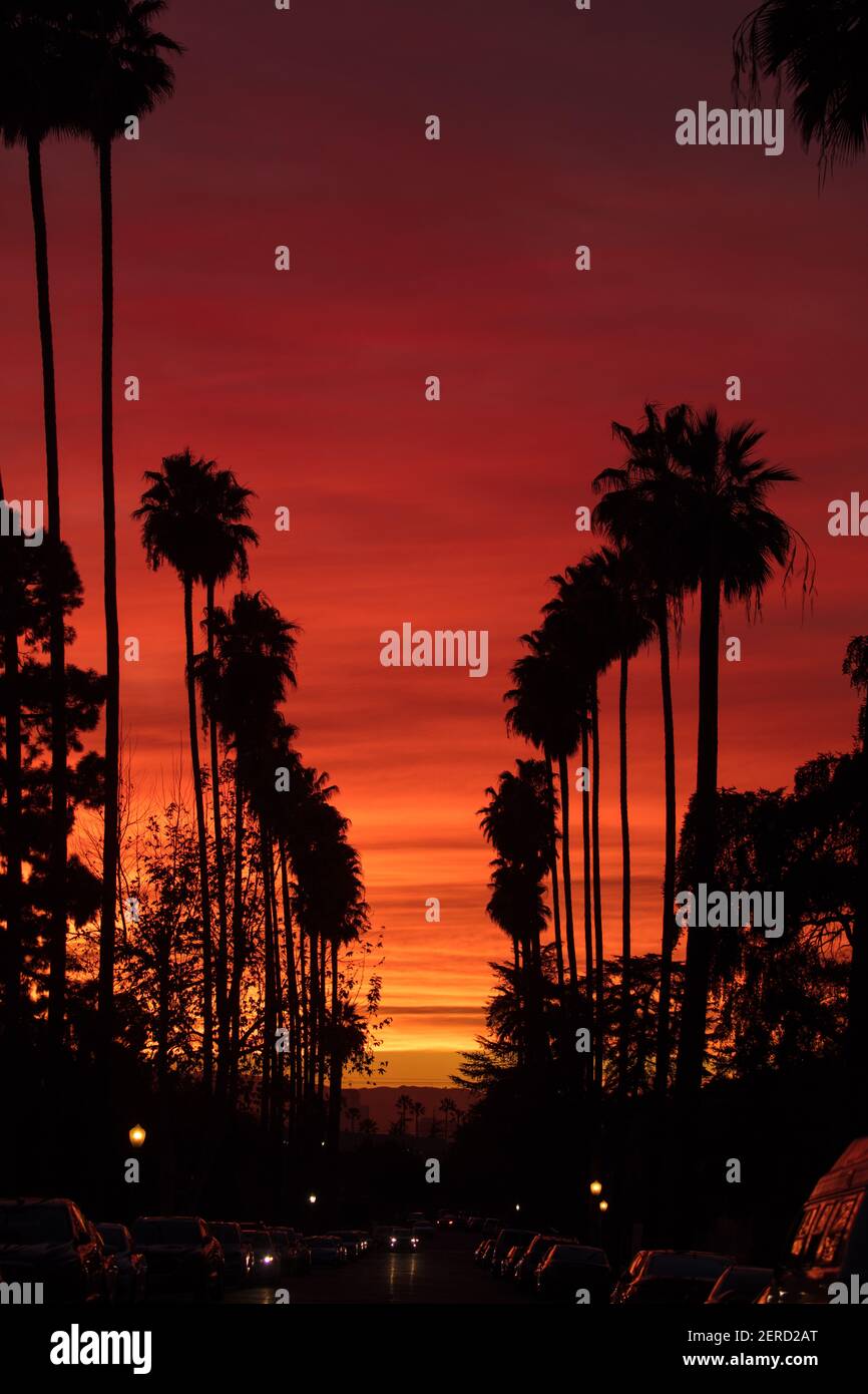 Red palm trees hi-res stock photography and images - Alamy