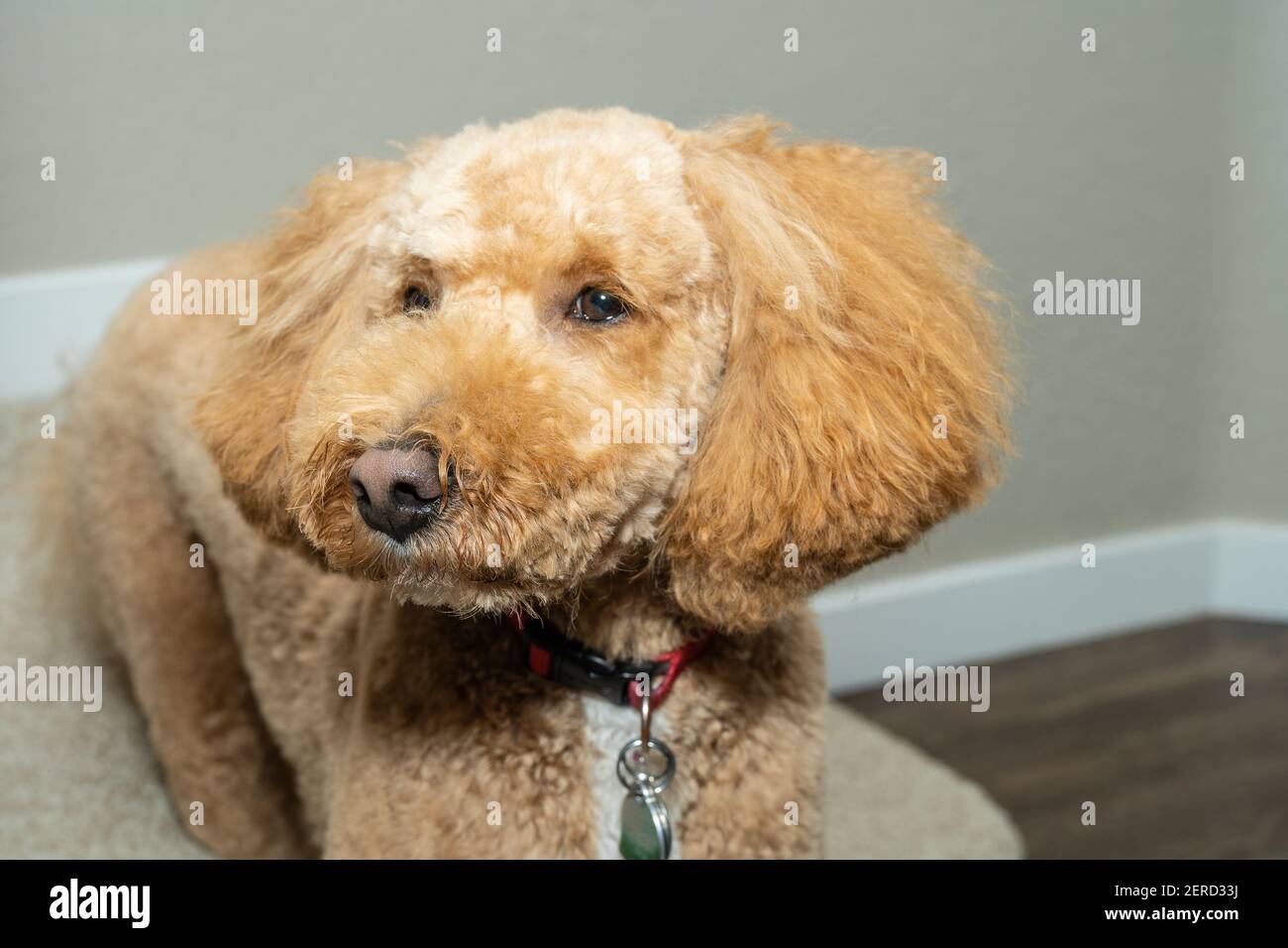 Australian Labradoodle is a mix between the Labrador Retriever, Poodle ...