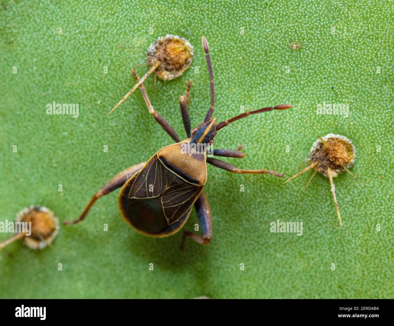 insects on plants Stock Photo - Alamy