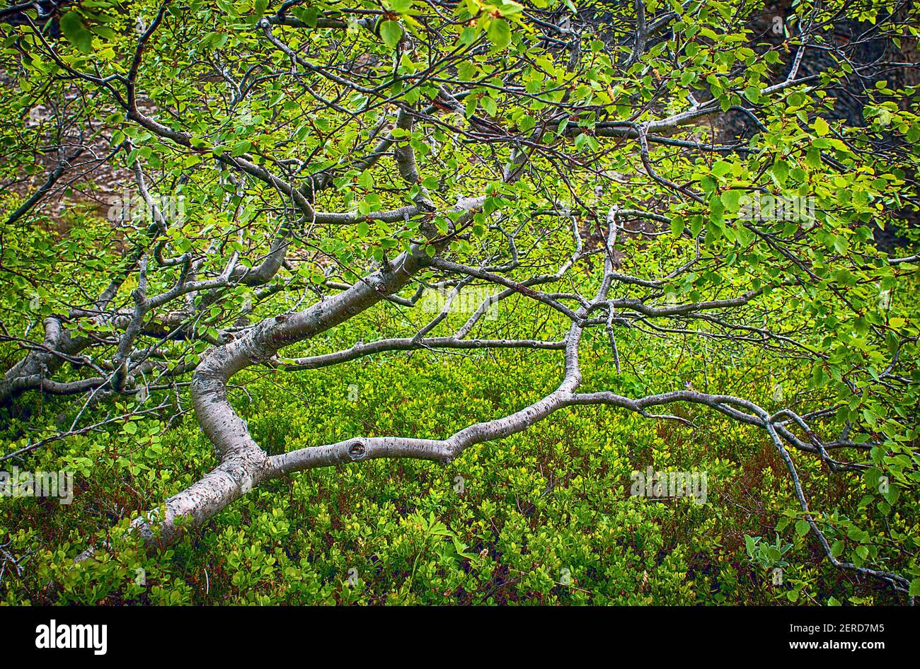 June 5, 2018: Iceland's Downy Birch along the rim of Asbyrgi Canyon In ...