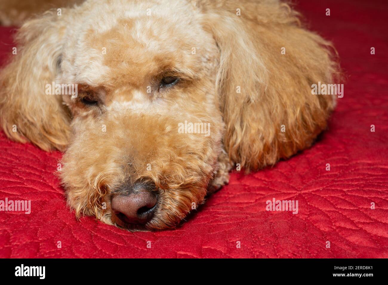 Australian Labradoodle is a mix between the Labrador Retriever, Poodle ...