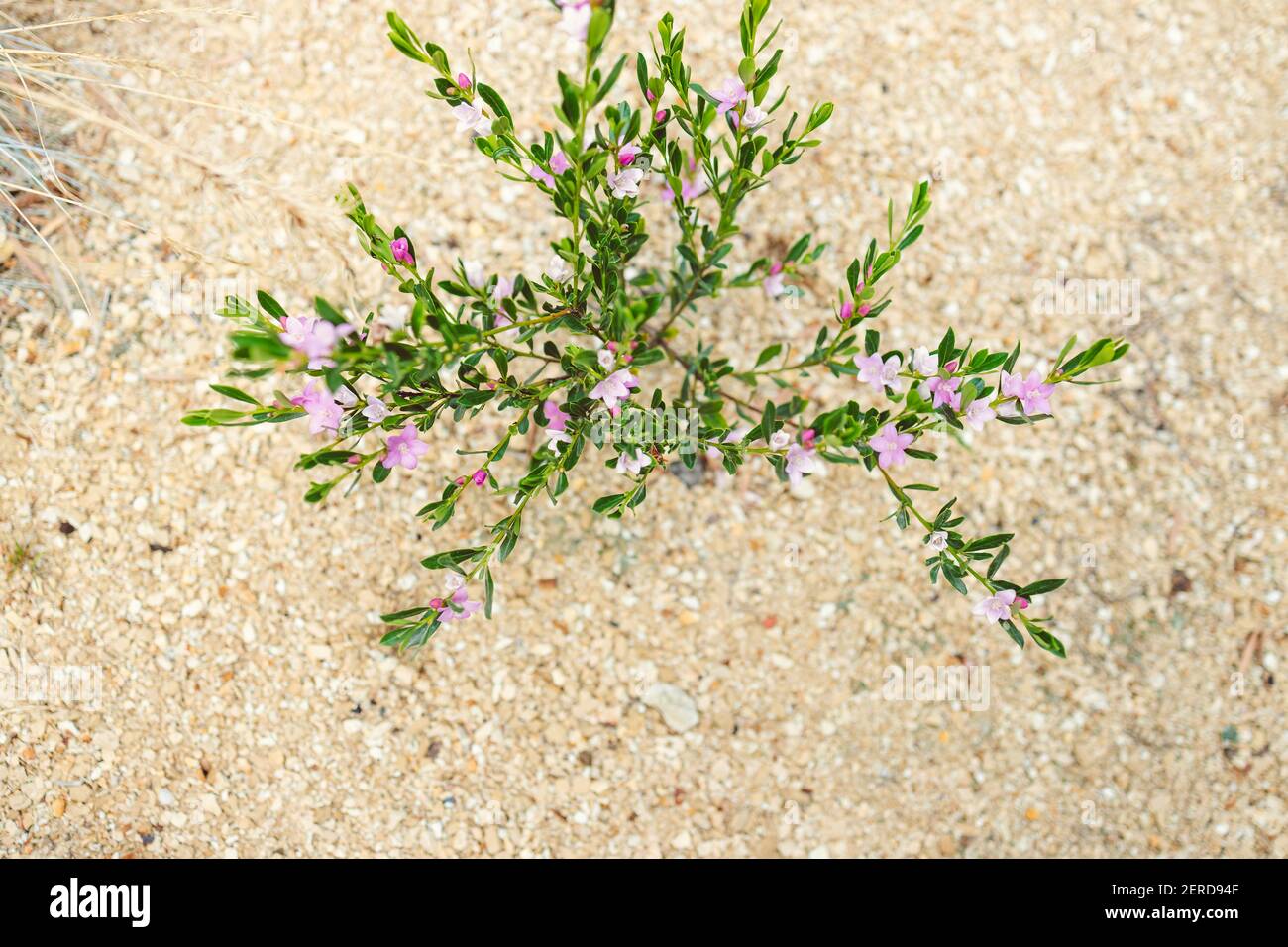 native Australian crowea plant with pink flowers outdoor in sunny ...