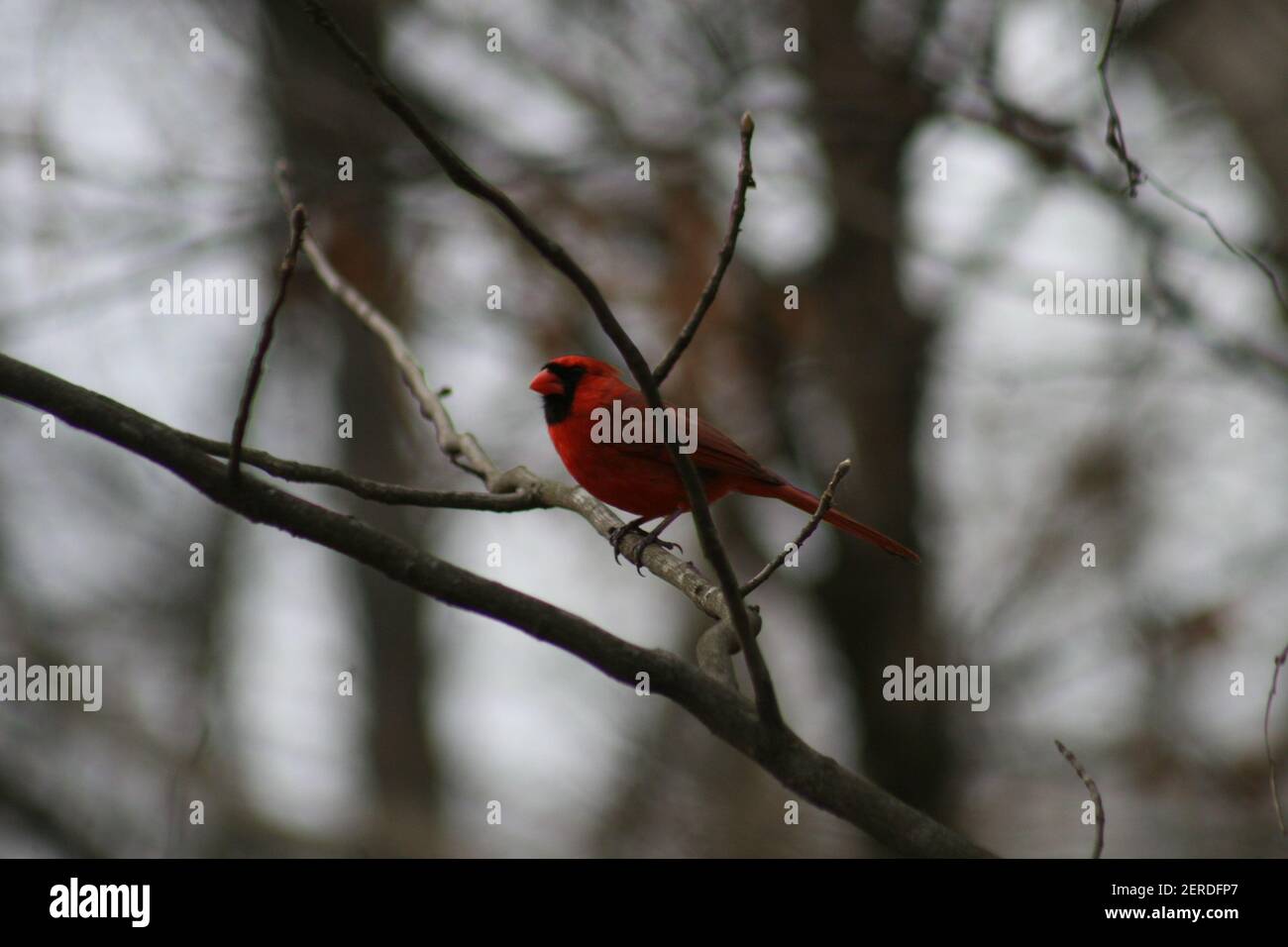 Midwest winter hi-res stock photography and images - Alamy