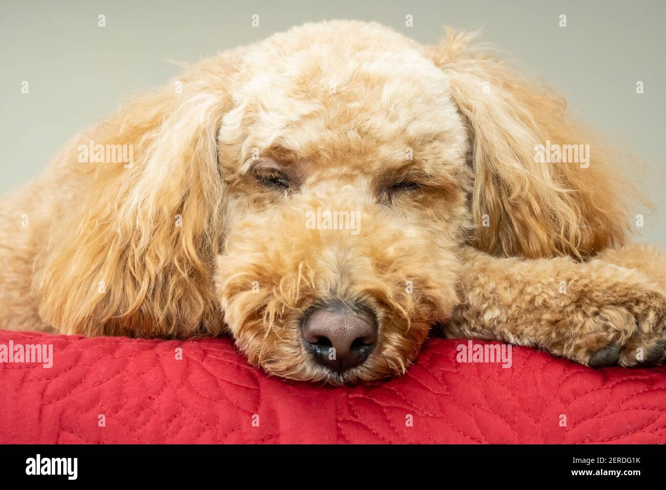 Australian Labradoodle is a mix between the Labrador Retriever, Poodle ...