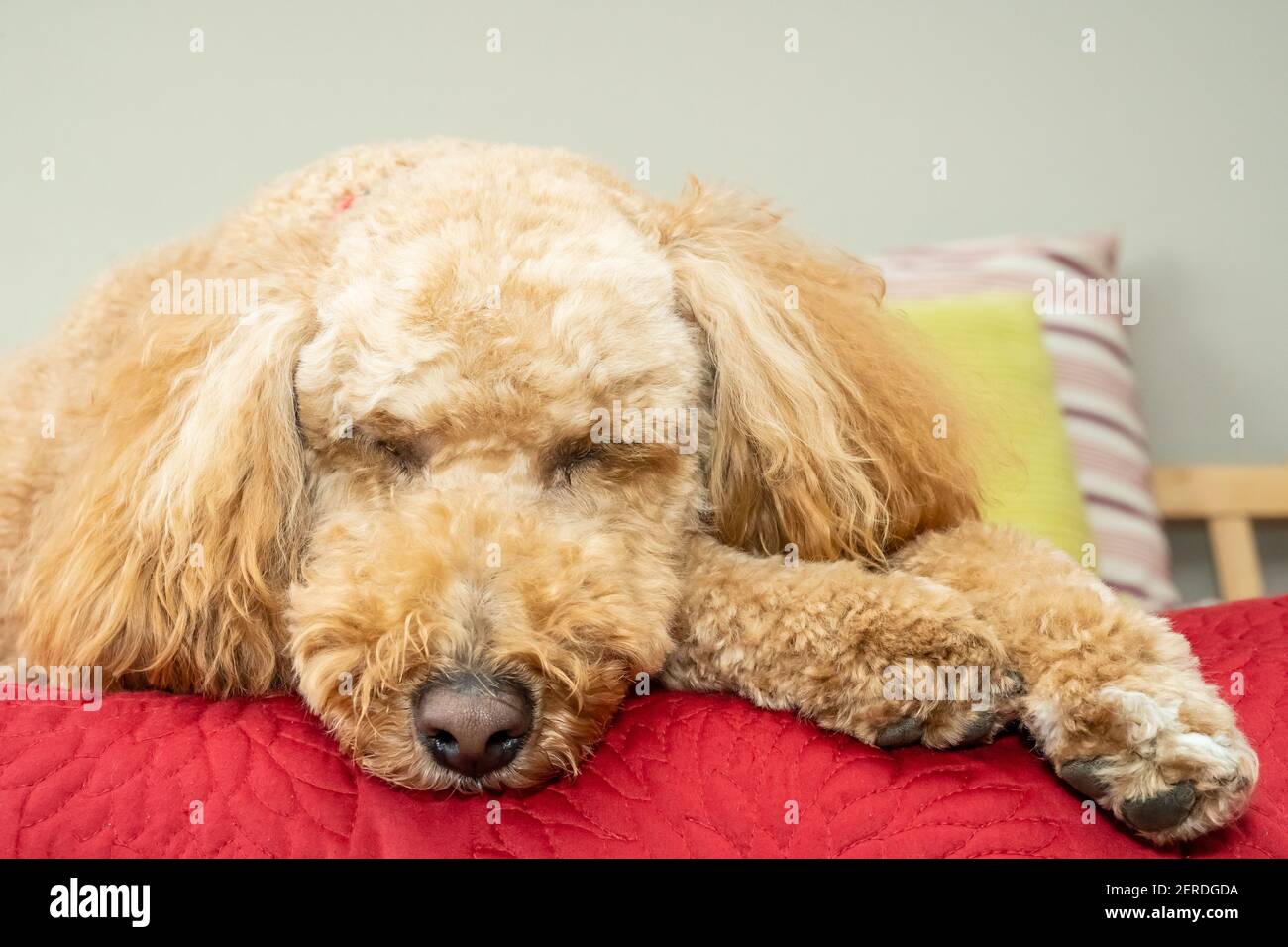 Australian Labradoodle is a mix between the Labrador Retriever, Poodle ...